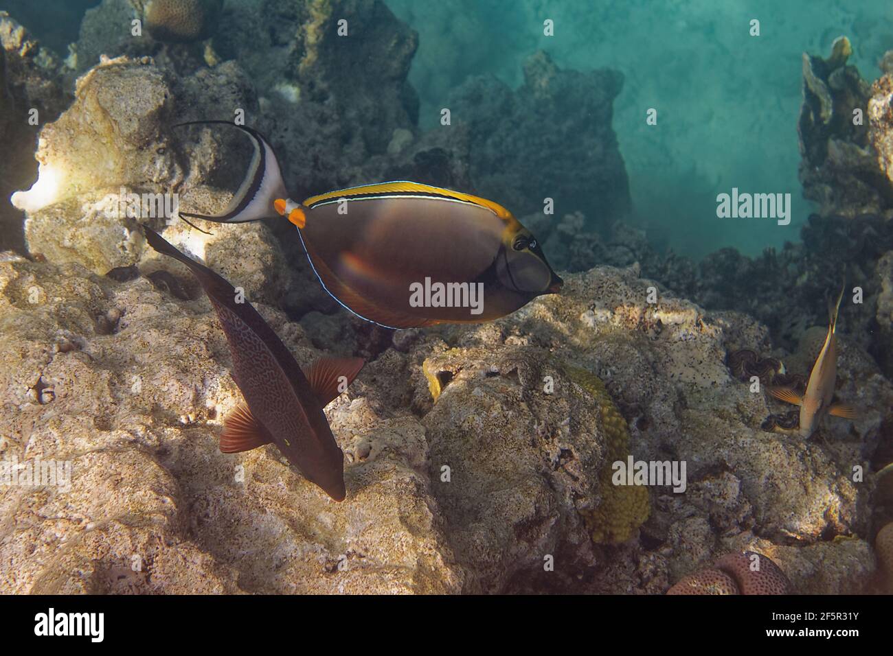 Orangespine unicornfish (Naso lituratus) in Red Sea Stock Photo - Alamy