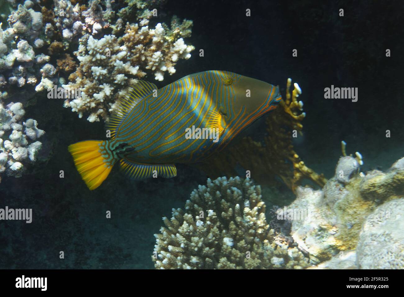 Orange-lined triggerfish (Balistapus undulatus) in Red Sea Stock Photo ...