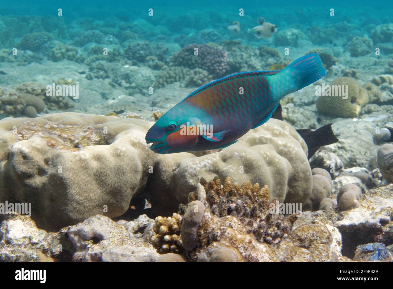 Daisy parrotfish or Bullethead parrotfish (Chlorurus sordidus) in Red ...