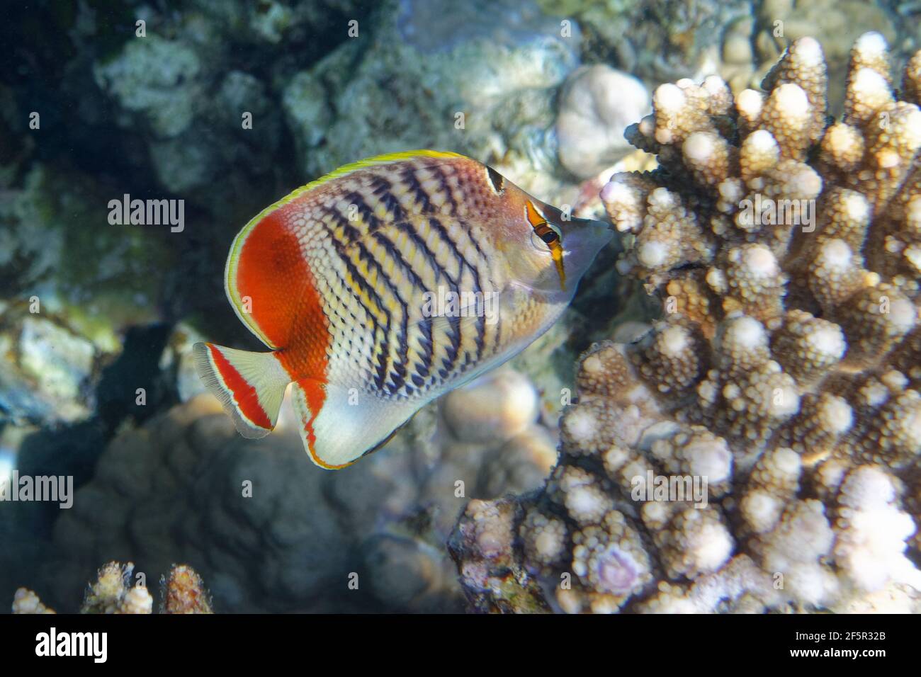 Eritrean butterflyfish (Chaetodon paucifasciatus) in Red Sea Stock ...