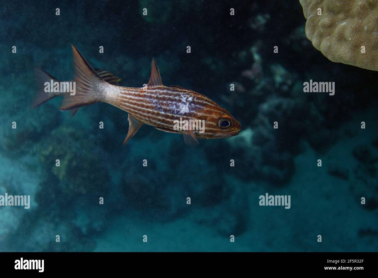 Large Toothed Cardinalfish (Cheilodipterus macrodon) in Red Sea Stock ...