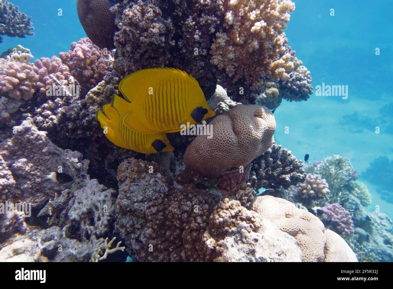 Blue cheeked butterflyfishes hi-res stock photography and images - Alamy