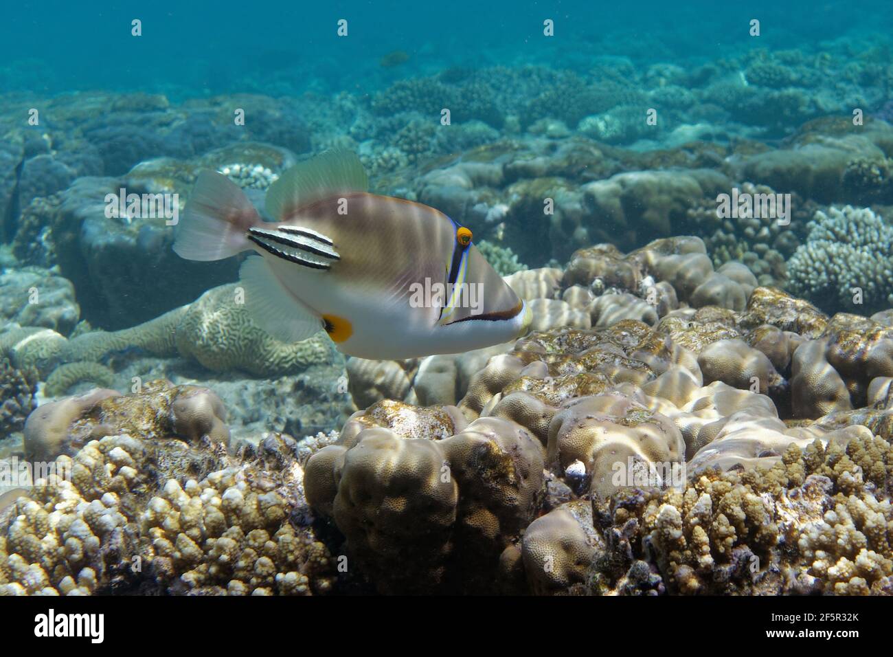 Picasso triggerfish or Arabian picassofish (Rhinecanthus assasi) in Red ...