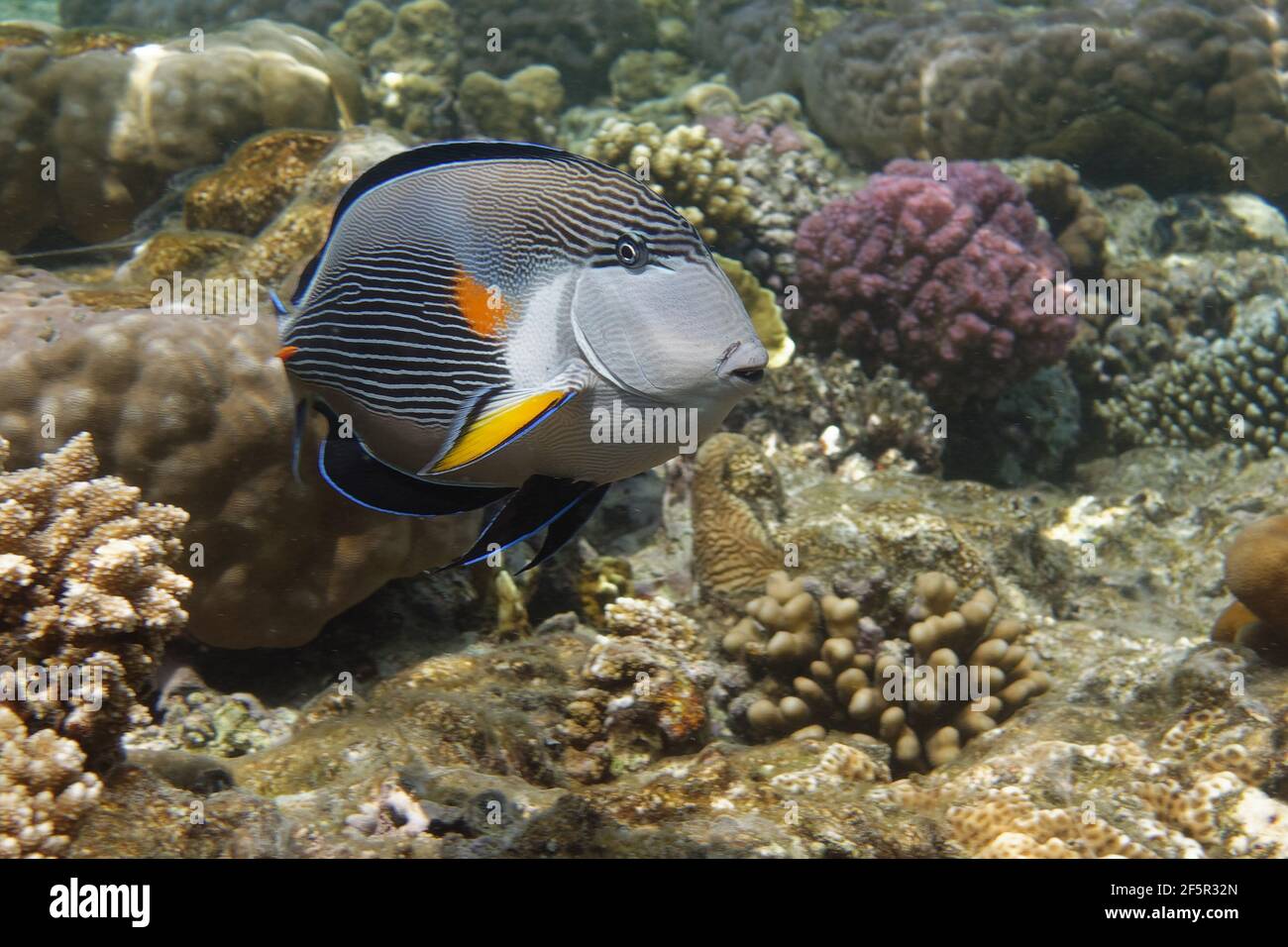 Sohal surgeonfish (Acanthurus sohal) in Red Sea Stock Photo - Alamy