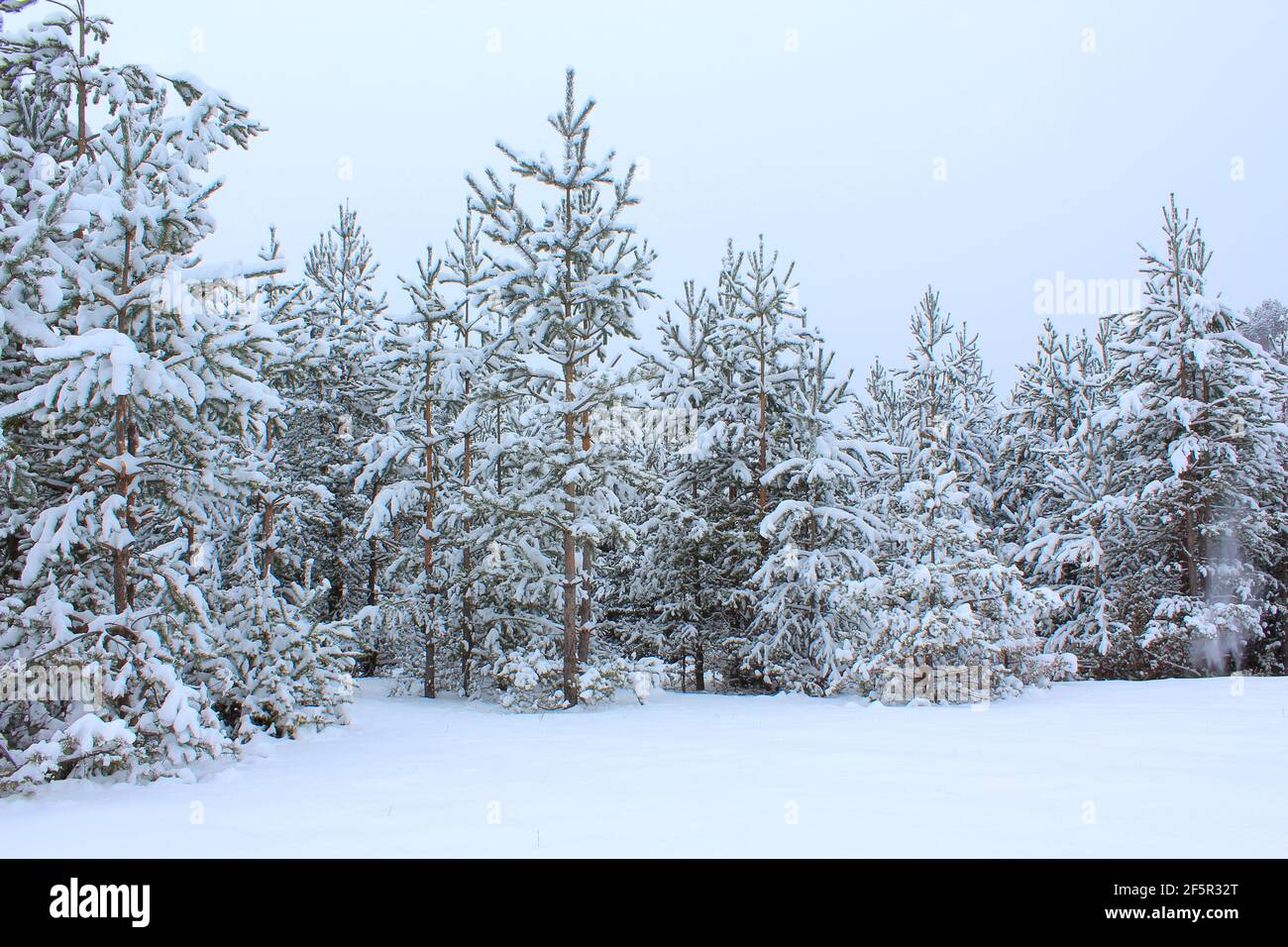 A snowy day in the western forests of Rodopy Mountain, Bulgaria. The ...