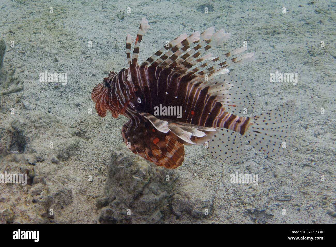 Devil firefish or Common lionfish (Pterois miles) in Red Sea Stock ...