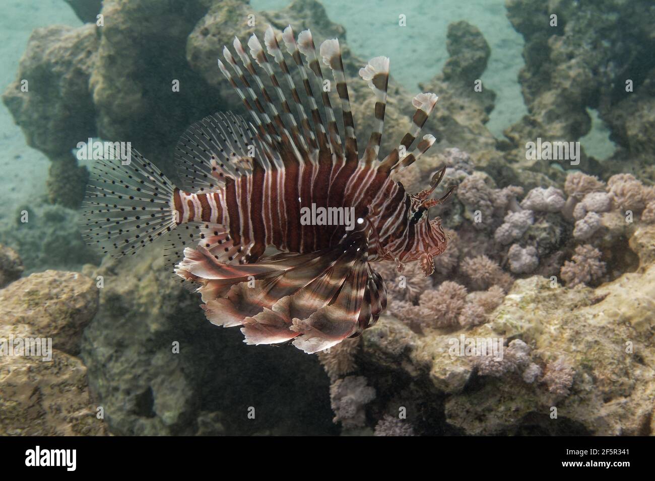 Devil firefish or Common lionfish (Pterois miles) in Red Sea Stock ...