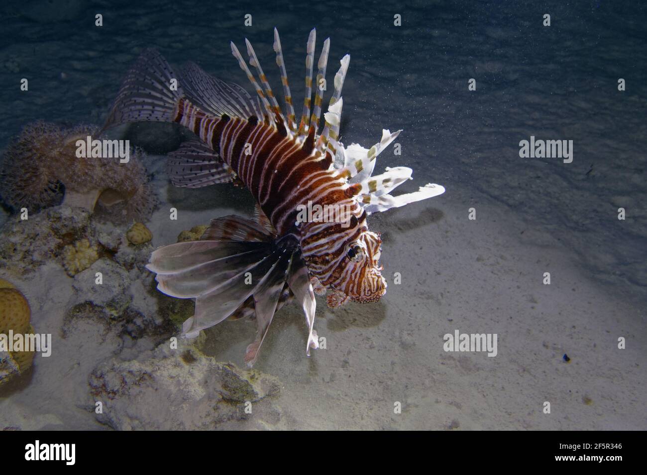 Devil firefish or Common lionfish (Pterois miles) in Red Sea Stock ...