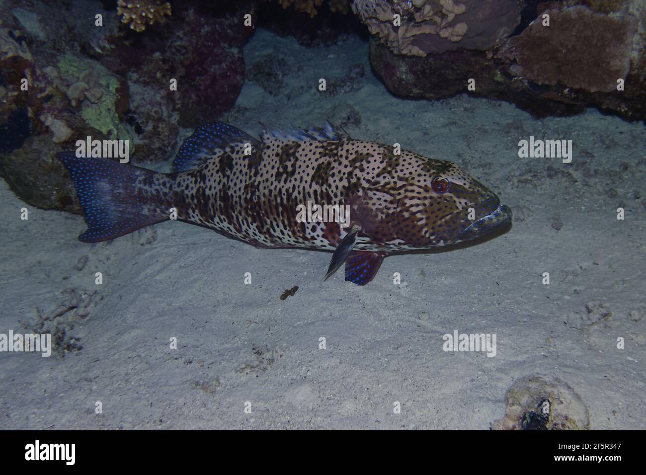 Pessuliferus hi-res stock photography and images - Alamy