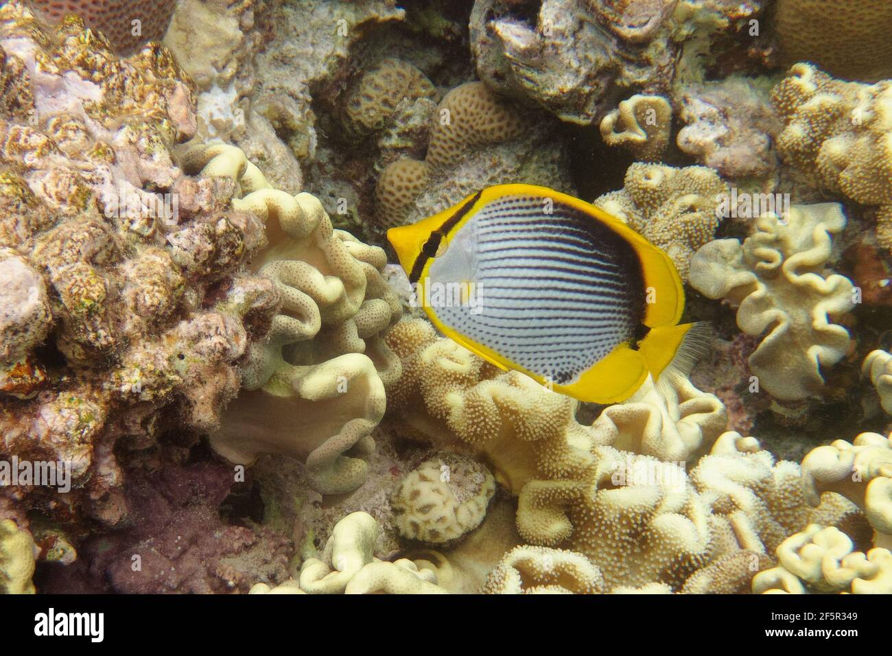 Blackback butterflyfish (Chaetodon melannotus) in Red Sea Stock Photo ...