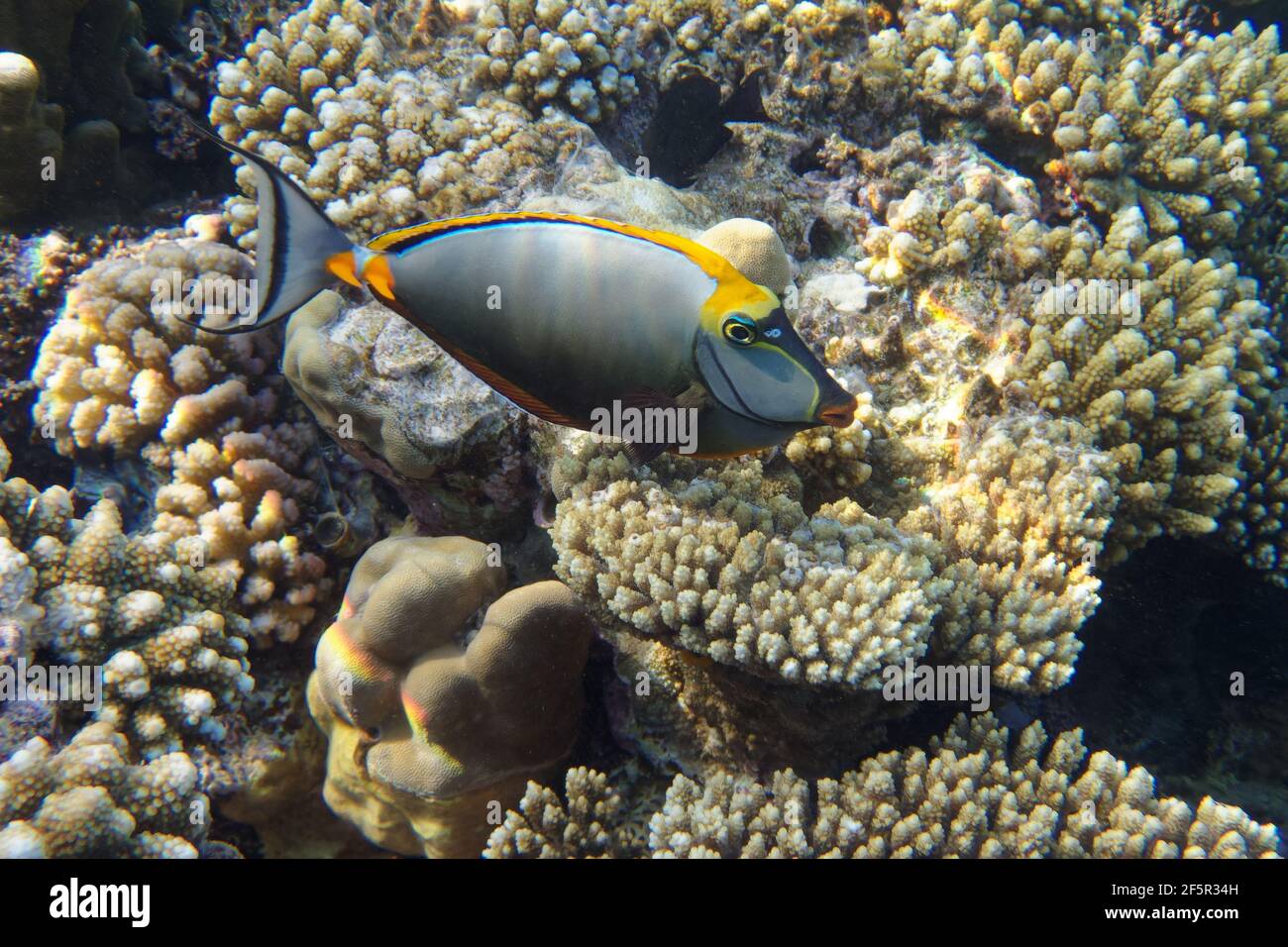 Orangespine unicornfish (Naso lituratus) in Red Sea Stock Photo - Alamy