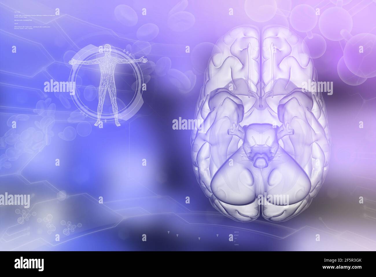 Human brain, physiology study concept - very detailed electronic ...
