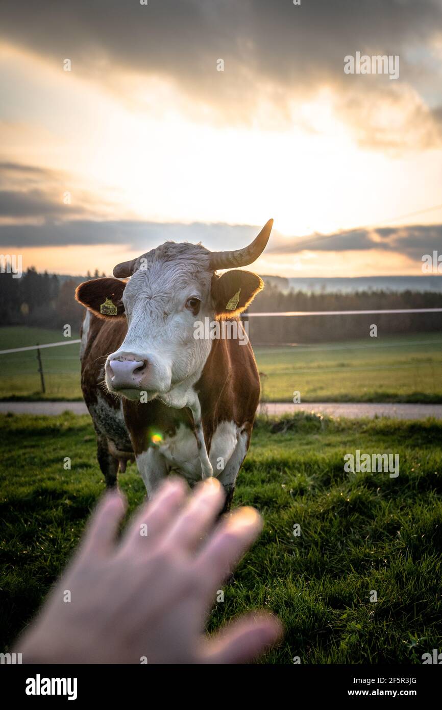Cow calf sunset hi-res stock photography and images - Alamy