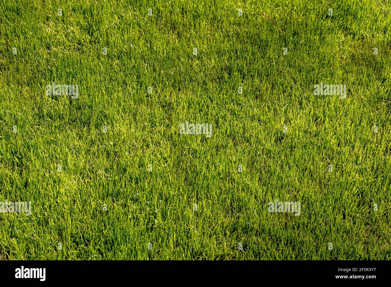 Green grass texture background Top view Stock Photo - Alamy