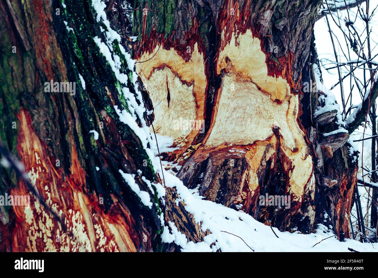 Beaver eating tree hi-res stock photography and images - Alamy