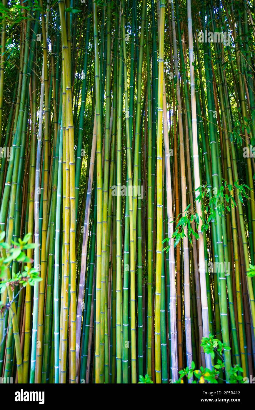 Lanscape of bamboo tree in tropical rainforest Stock Photo - Alamy