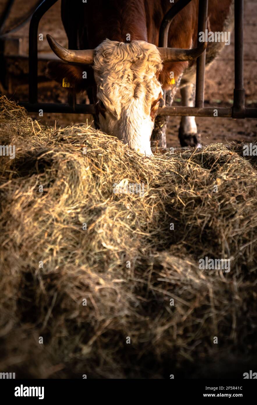 Feeding a cow with hay Stock Photo - Alamy