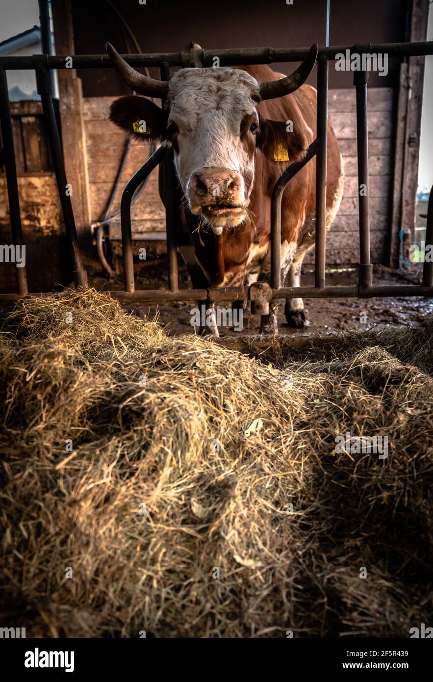 Feeding a cow with hay Stock Photo - Alamy