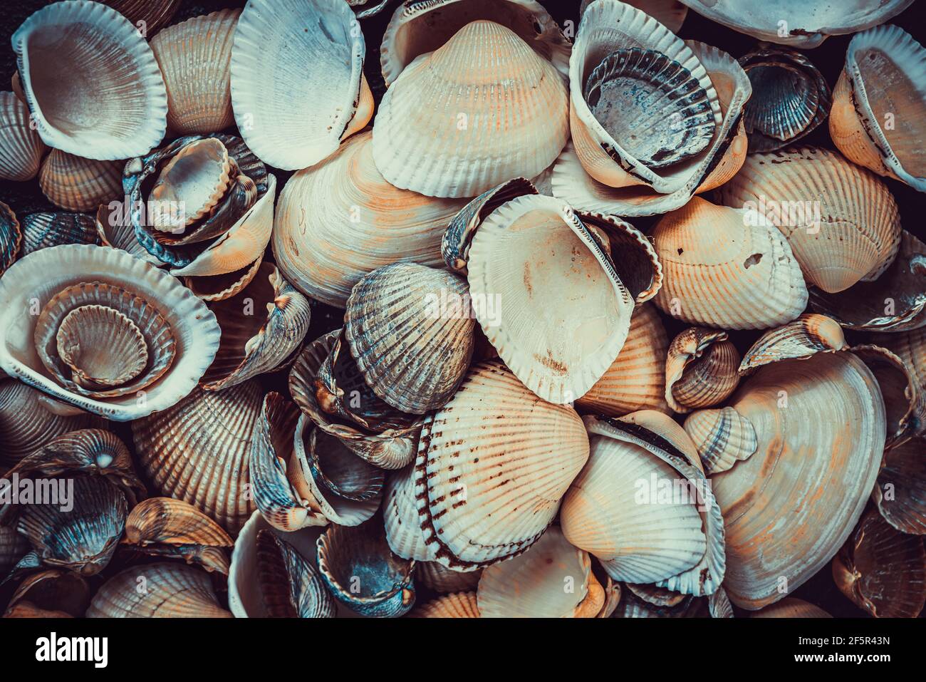 Mixed colorful sea shells as background. Sea Shell Texture Stock Photo ...