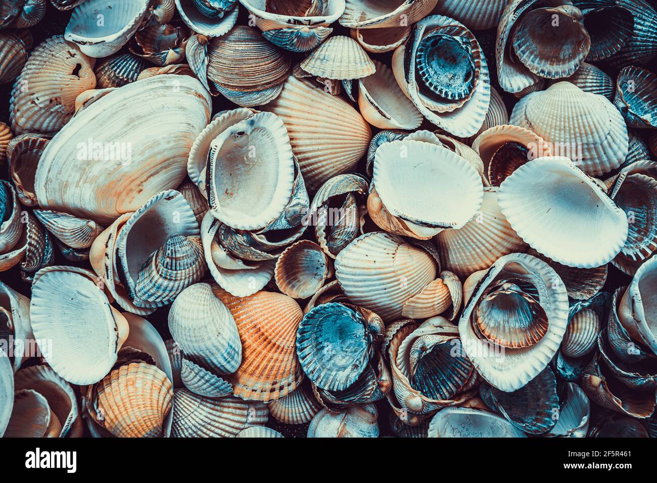 variety of sea shells from beach Stock Photo - Alamy