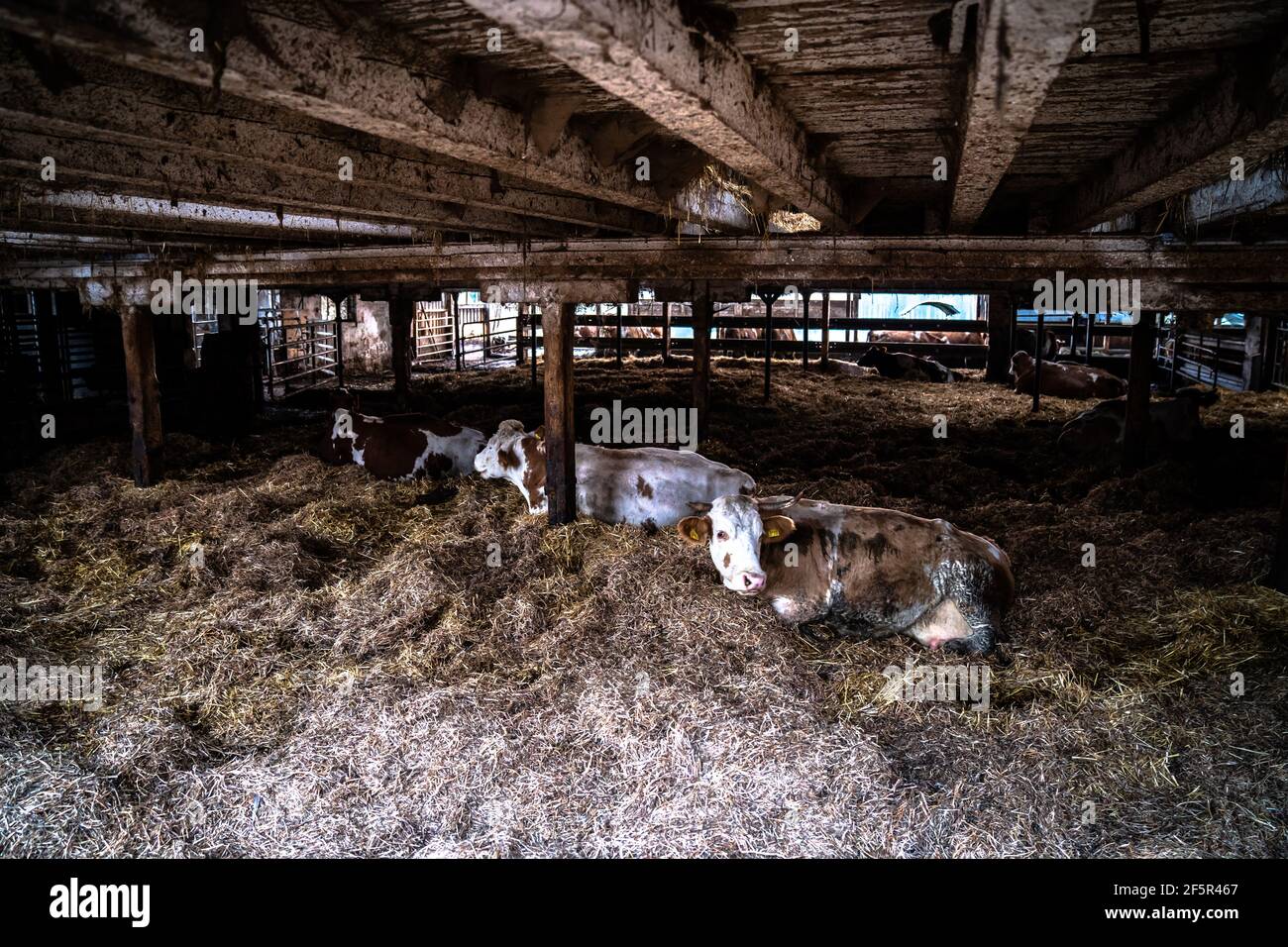 Germany farm hi-res stock photography and images - Alamy