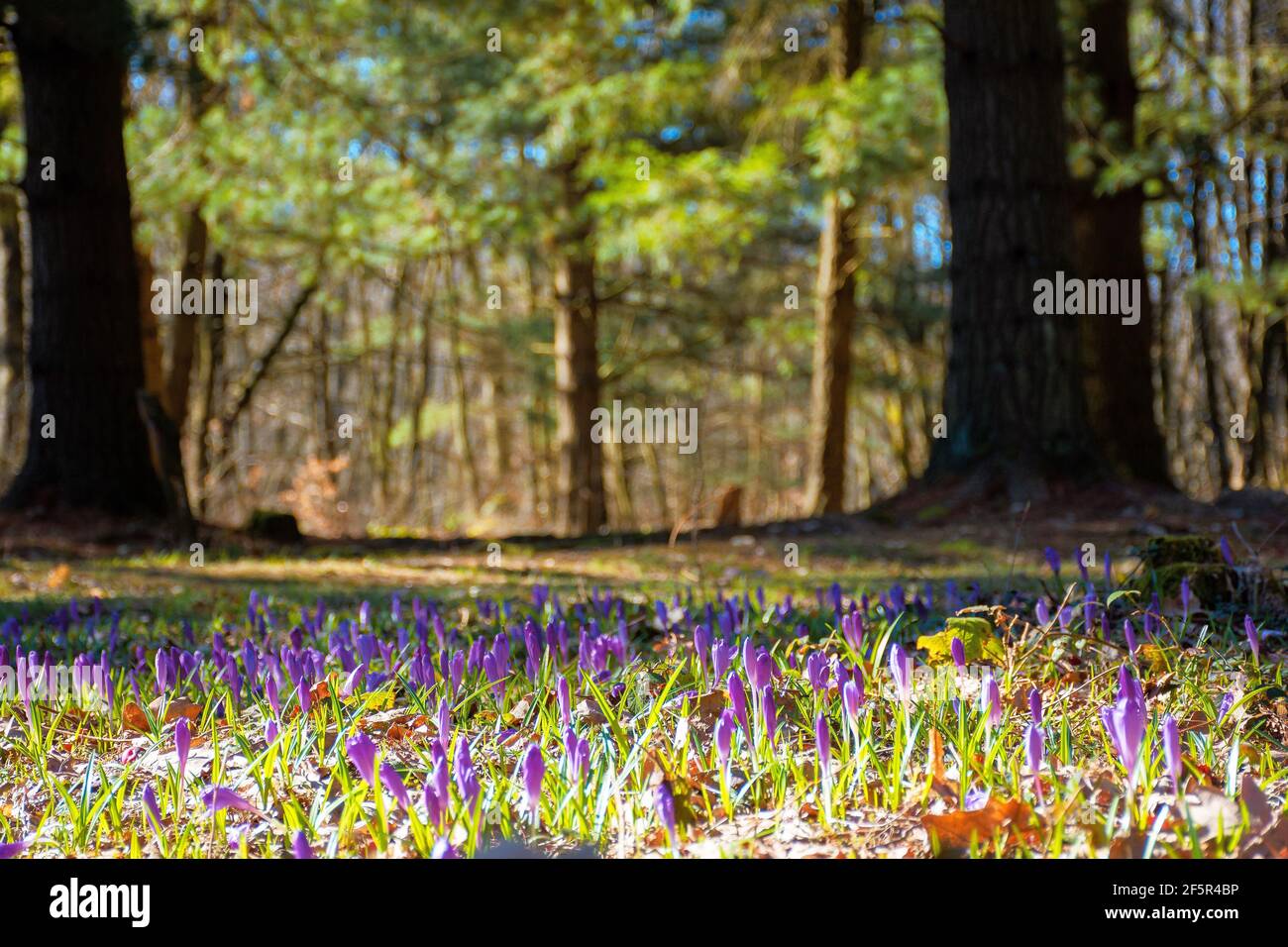 forest glade nature background in spring. crocus flowers on the glade ...