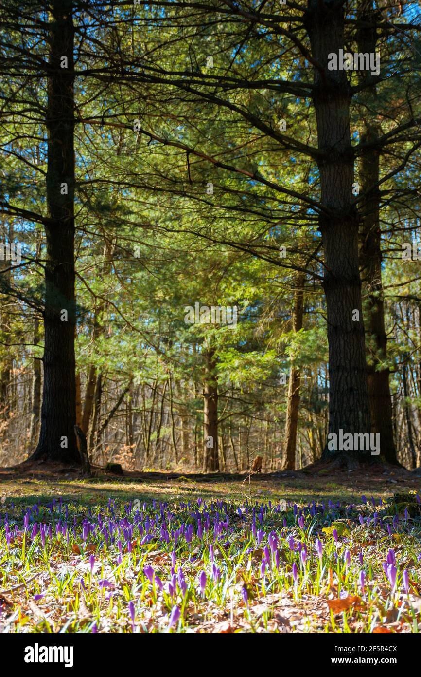 forest glade nature background in spring. crocus flowers on the glade ...
