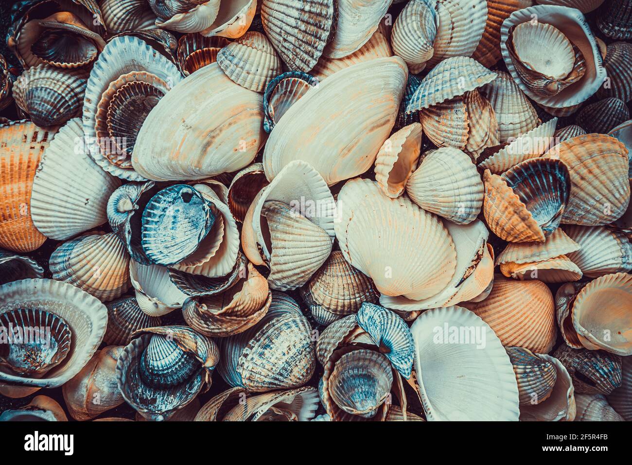 variety of sea shells from beach Stock Photo - Alamy