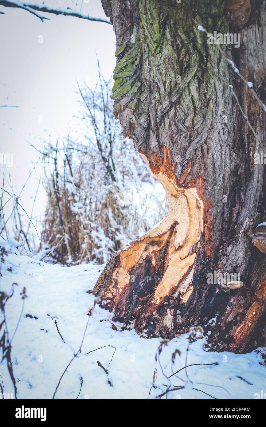 Log eaten hi-res stock photography and images - Alamy