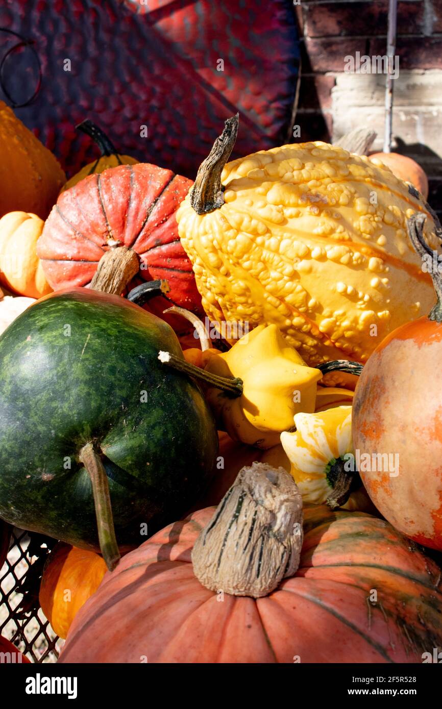 Gourd with rough texture hi-res stock photography and images - Alamy
