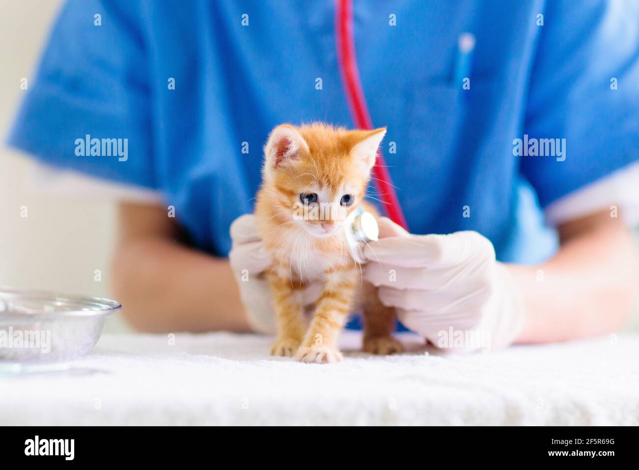 Vet examining cat. Kitten at veterinarian doctor. Animal clinic. Pet ...