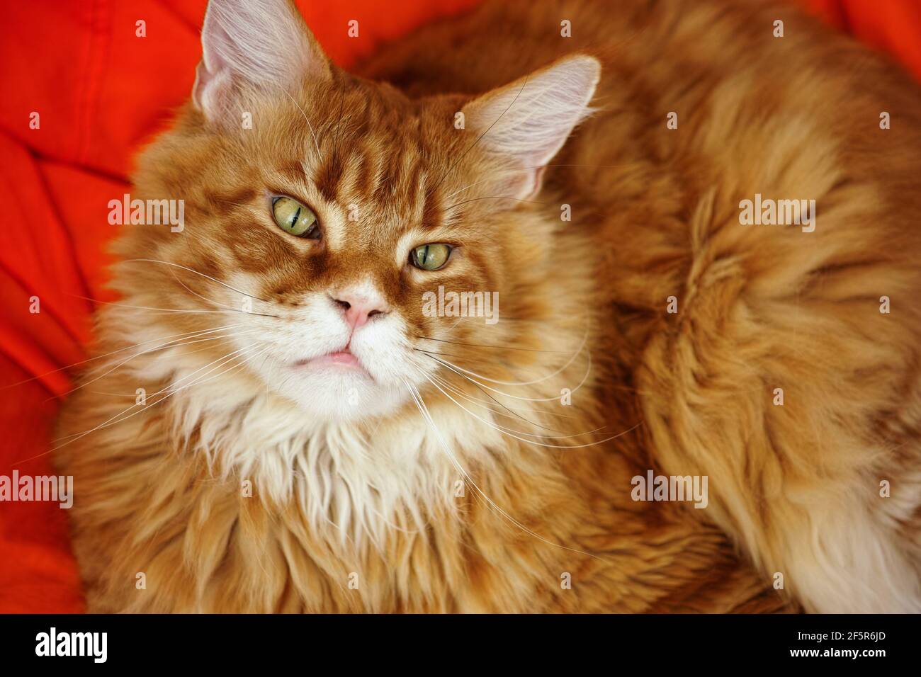 A red maine coon sitting on a bean bag chair and looking upwards. Close ...