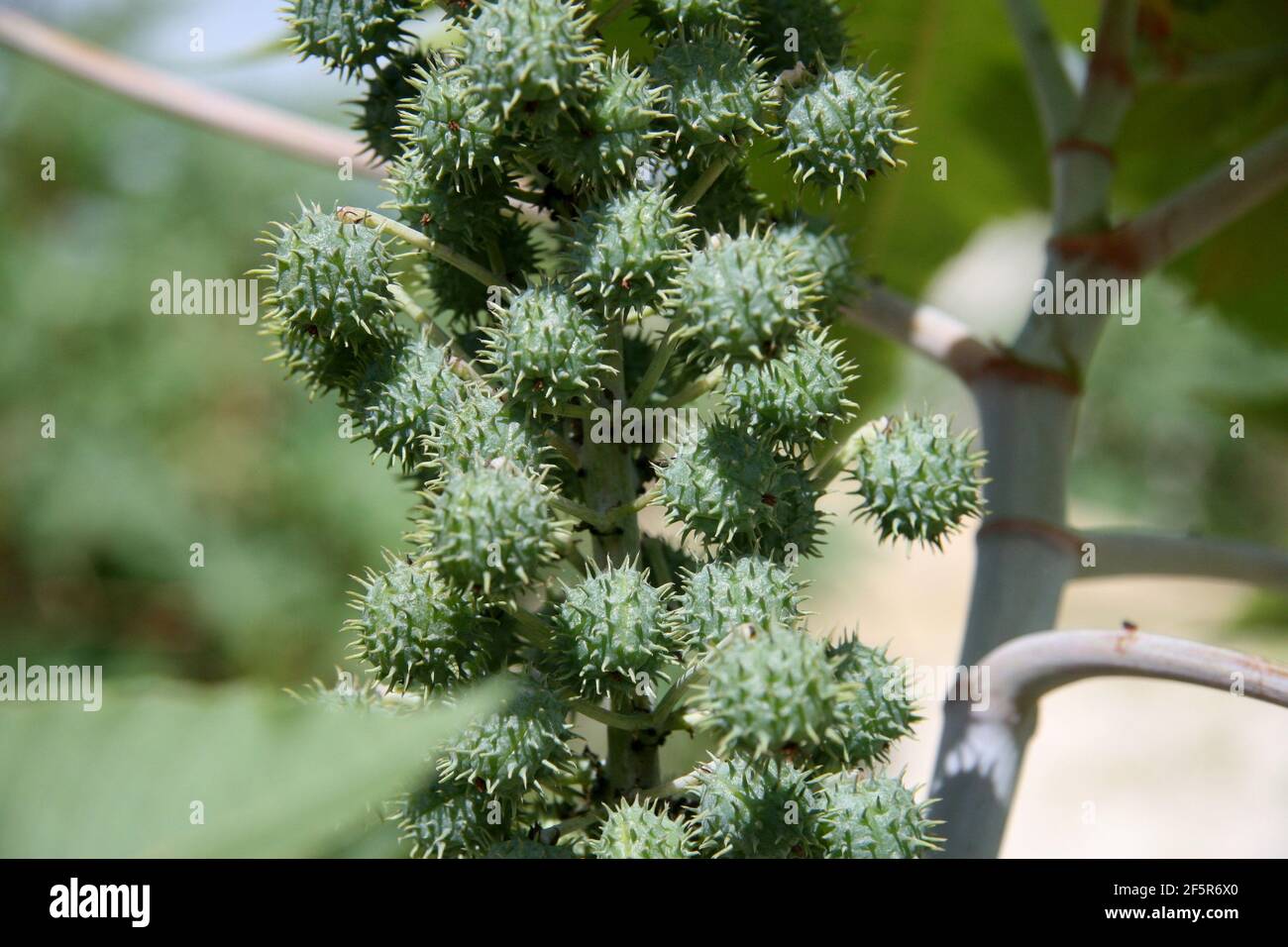 Castor plantation hi-res stock photography and images - Alamy