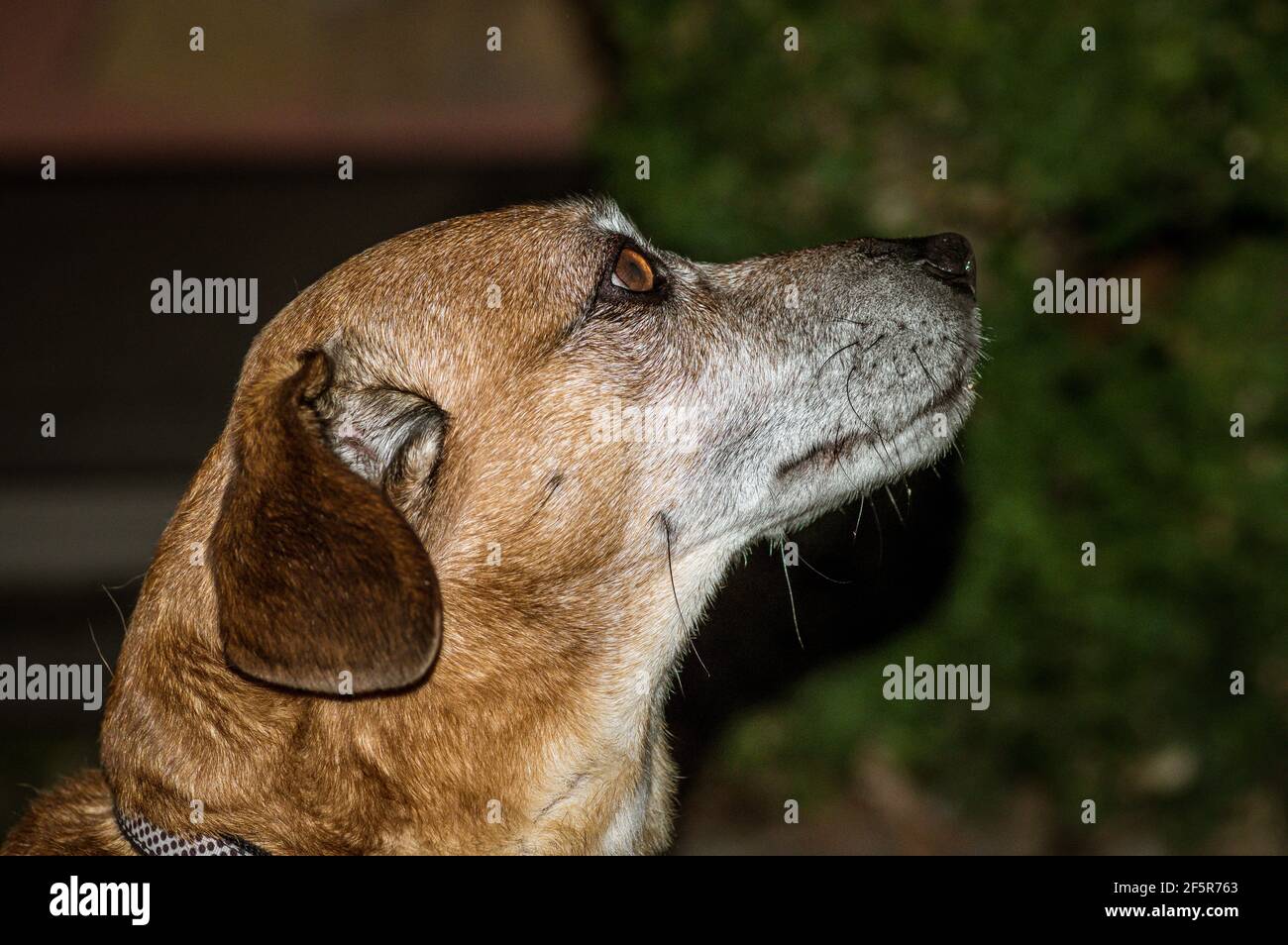 Closeup side view of a dog looking up Stock Photo - Alamy
