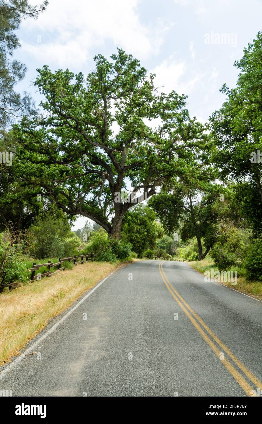 Road with big tree at summer evening Stock Photo - Alamy