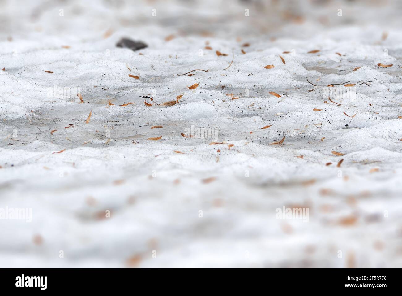 Early spring time dirty gray melted snow with sand pattern texture ...