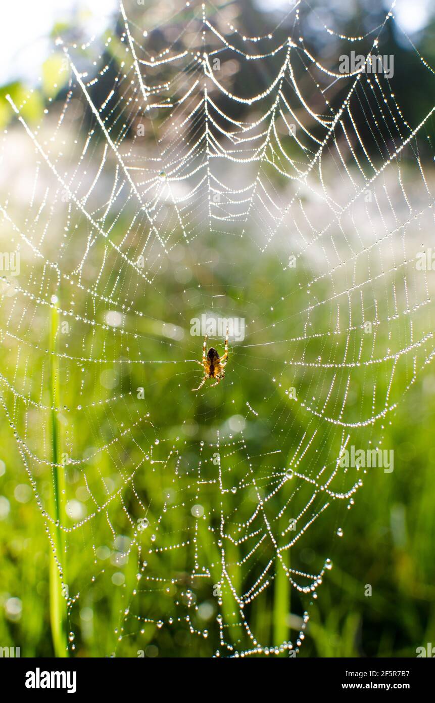 Spider net dew hi-res stock photography and images - Alamy