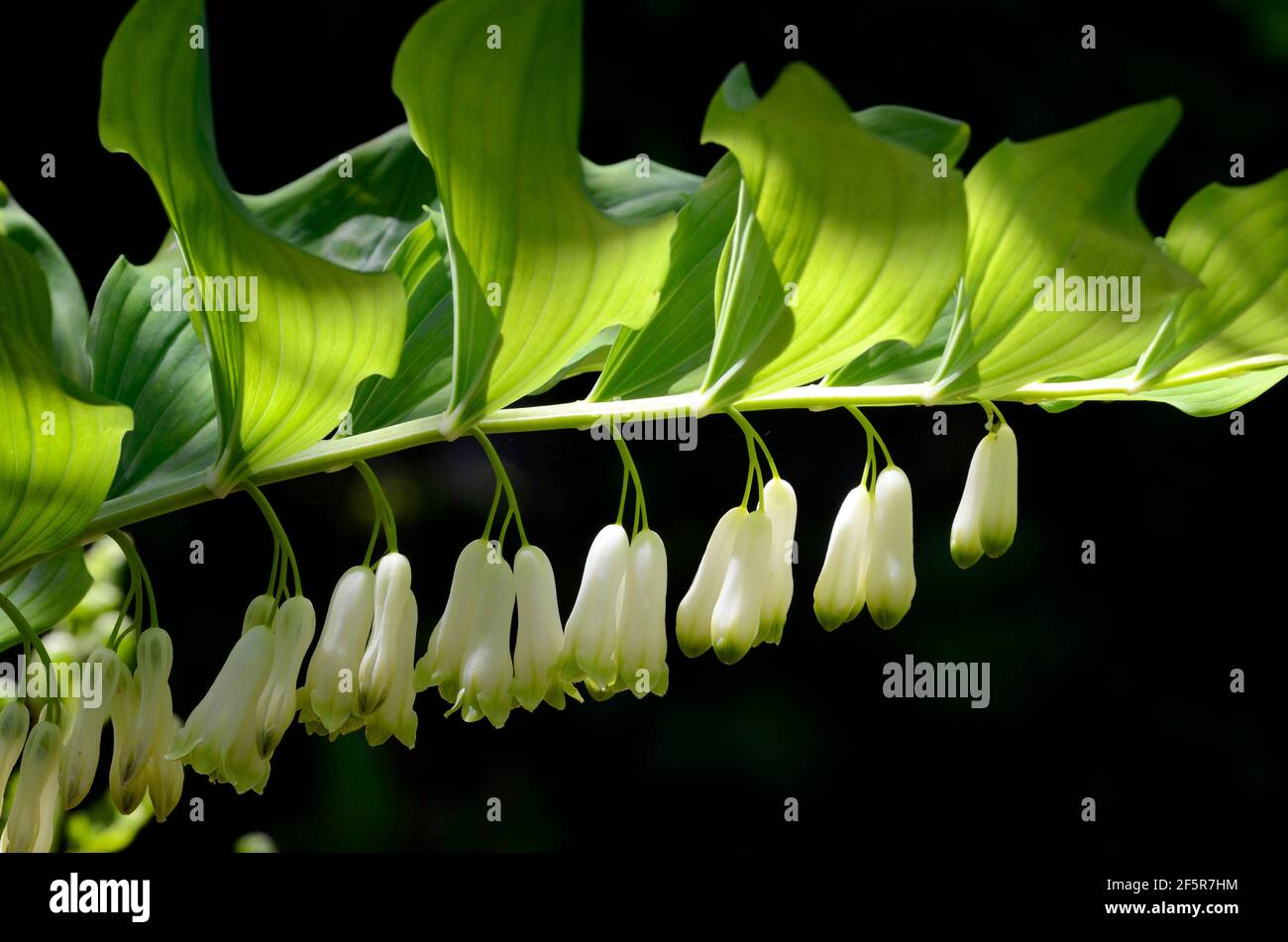 Plant species polygonatum hi-res stock photography and images - Alamy