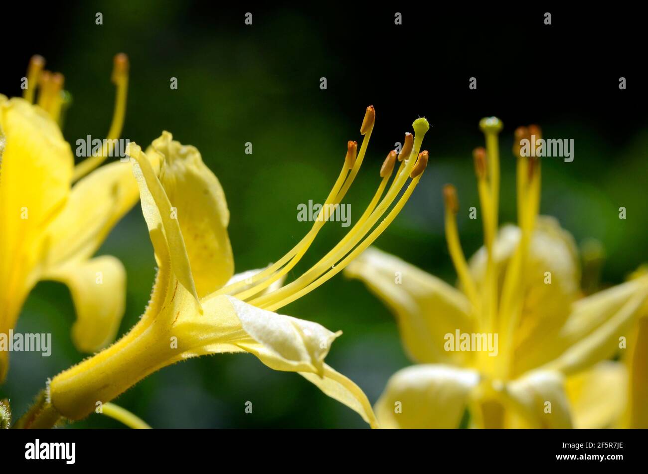 The yellow azalea (Rhododendron luteum) in flower Stock Photo - Alamy