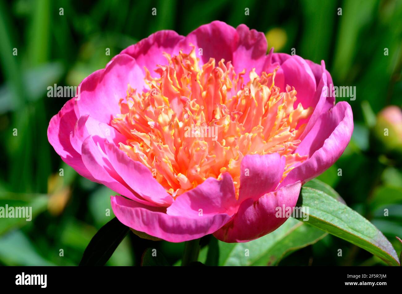 Paeonia "Heidi" in flower. Iturraran Botanical Garden. Basque Country ...