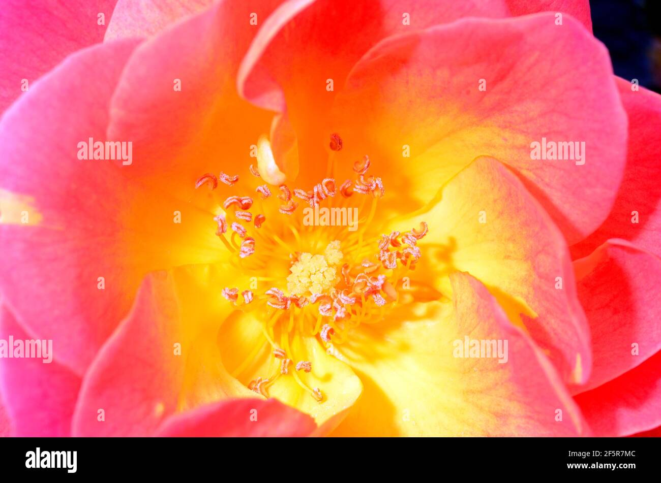 Josephs coat flower hi-res stock photography and images - Alamy