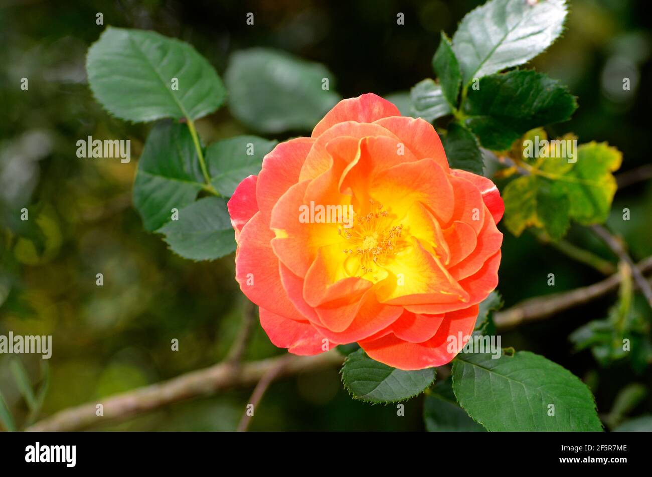 Josephs coat flower hi-res stock photography and images - Alamy