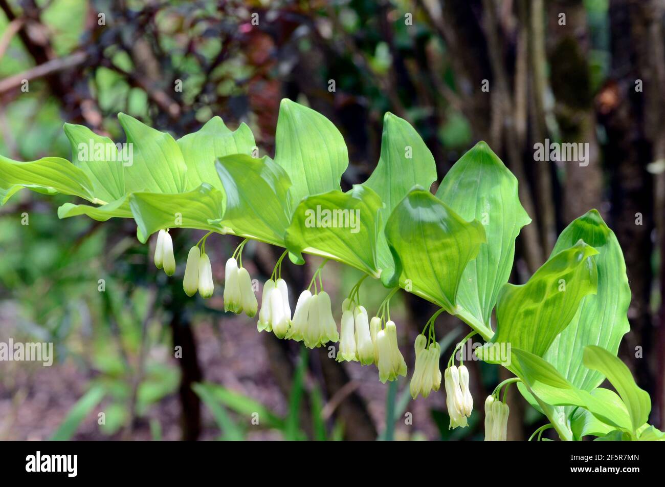 Polygonatum odoratum in flower, native Eurasian species used in ...