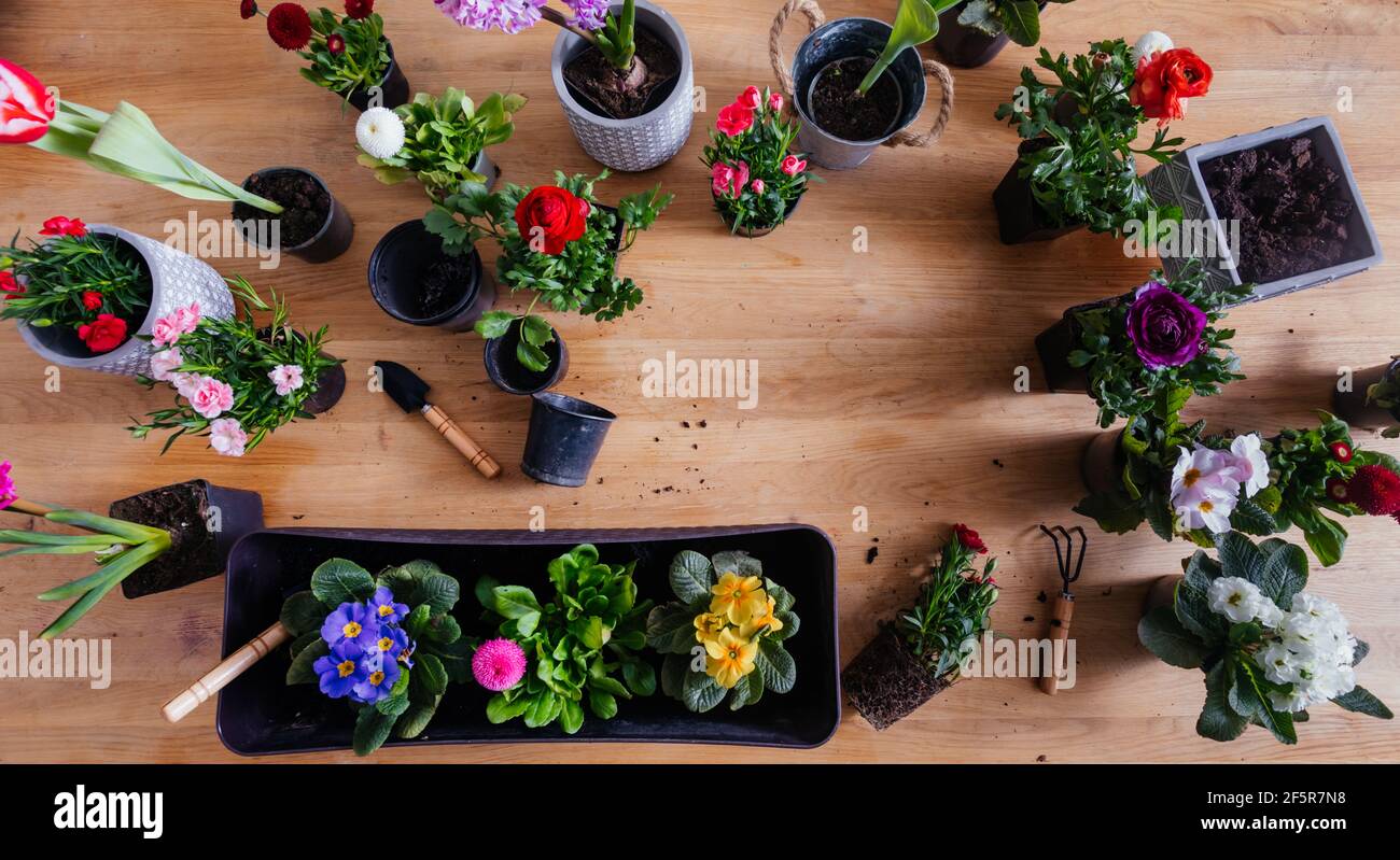 Preparation of flowers for decomposition on the balcony Stock Photo - Alamy
