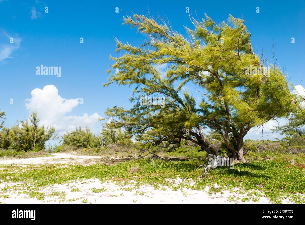 The rural scenery with a tree on Grand Turk resort island (Turks and ...