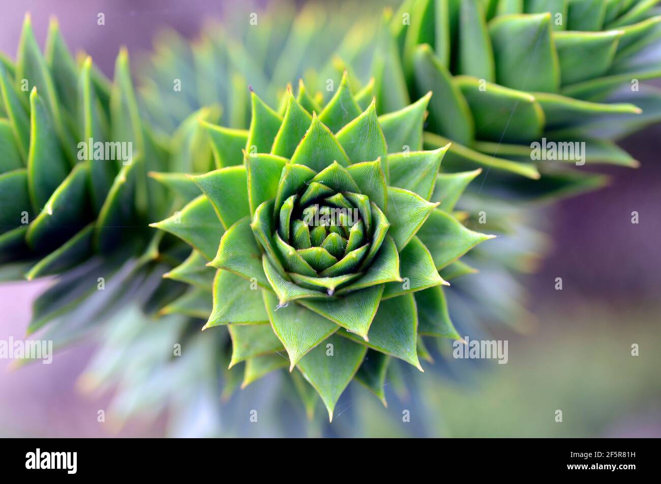 Leaves of Araucaria araucana, native tree of Chile and Argentina Stock ...