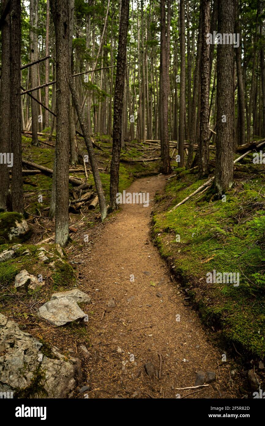 Trail Cutting Through Messy Forest heading away from McDonald Creek in ...