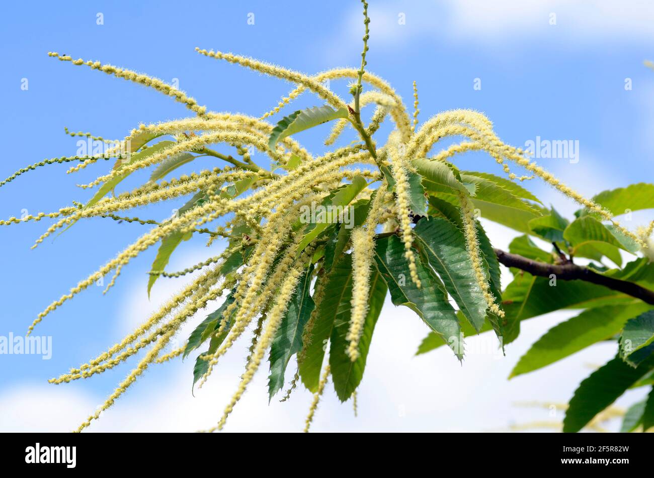 Chestnut flowers (Castanea sativa Stock Photo - Alamy