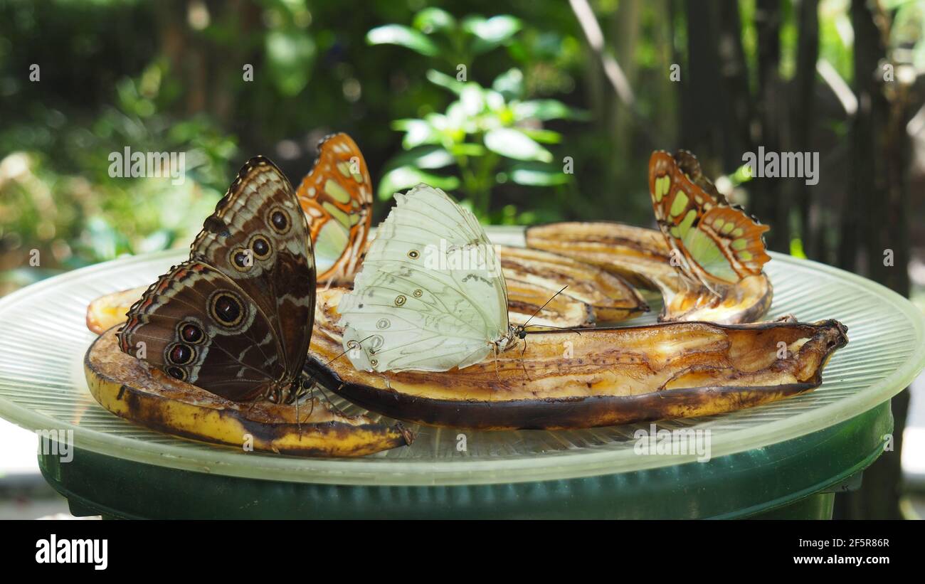 Multiple butterflies feeding - they feed on decomposing over ripe ...