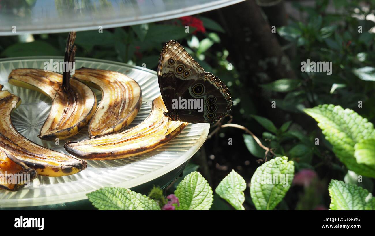 big emperor butterfly feeds on banana Stock Photo - Alamy